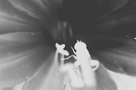 Inverted Bug On Flower Behance
