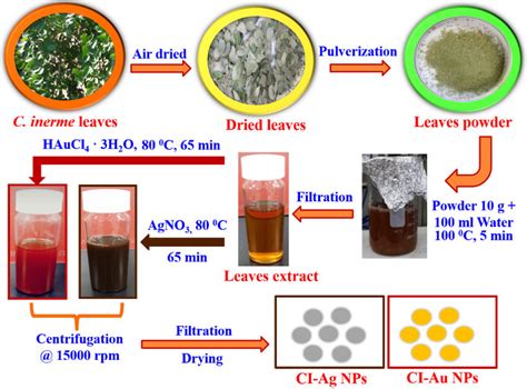 Schematic Showing Extract Preparation And Green Synthesis Of Ci Au And