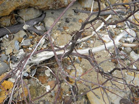 Calvert Cliffs Fossils Swordwhale Walking Illustration Webcomic Stories Photojourneys Videos