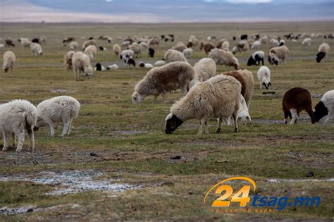 Багануур дүүрэгт бог малын мялзан өвчин бүртгэгдлээ