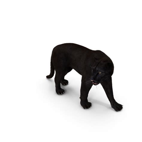 Cuba Panther Porn Png Images And Psds For Download Pixelsquid