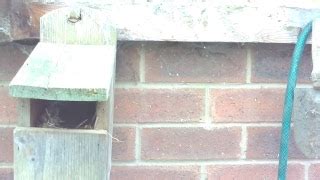 Robin Nest Box Plans Woodworking Challenge