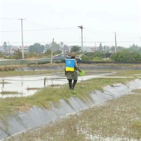 稻虾养殖,新模式!做活 水文章” 水产养殖,风生水起!韩集乡 稻虾养殖,新模式!做活 水文章” 水产养殖,风生水起!韩集乡