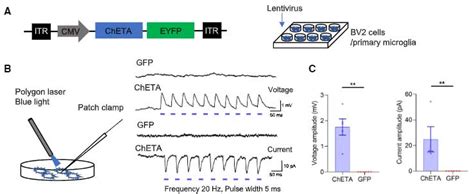 ミクログリアの活性化と補体の抑制でアルツハイマー病を治療
