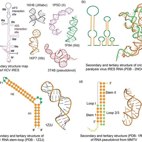 Rna Secondary Structures In The 497 564 Nucleotide Region Of Download Scientific Diagram