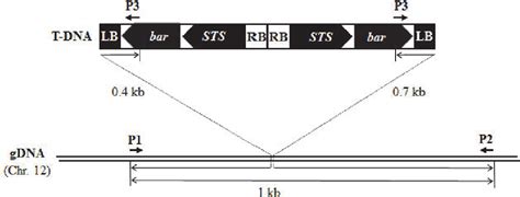 Figure 2 From Development Of Event Specific Pcr Marker For Identification Of Transgenic