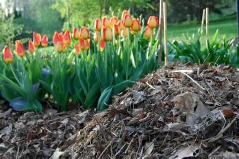 How To Compost A Way To Garden S Top 12 FAQs Retro Renovation