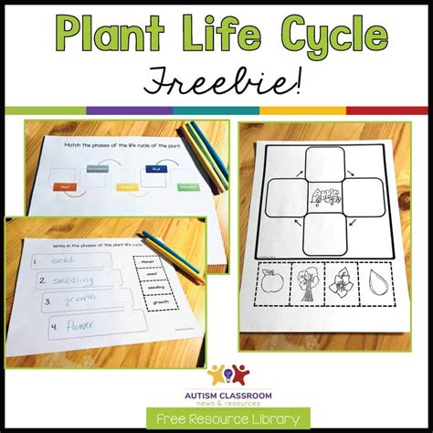 Stages Of Plant Growth Worksheet At Sofia Flick Blog