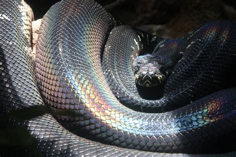 Boelens Python Simalia Boeleni A New Guinea Species With Iridescent Scales Thought To Aid In