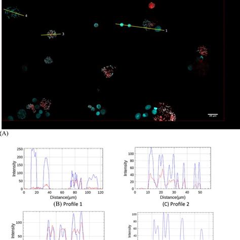 A 1 2 Mm × 0 6 Mm Field Of Cells Unsorted Intensity Profiles Were