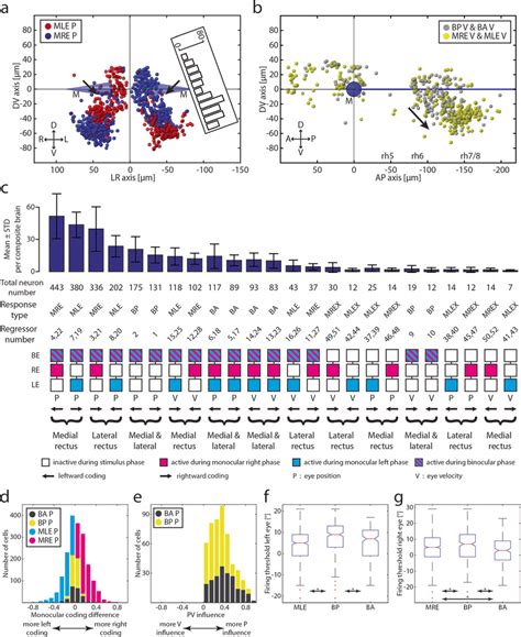 Monocular Binocular Synopsis A Transversal Projection Of Monocular Download Scientific Diagram