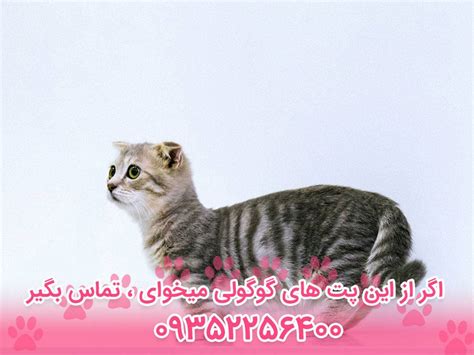 گربه مانچکین Munchkin Cat سایت پامرانین