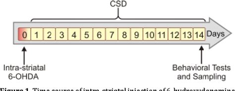 Figure 3 From Sleep Deprivation Disrupts Striatal Anti Apoptotic Responses In 6 Hydroxy Dopamine