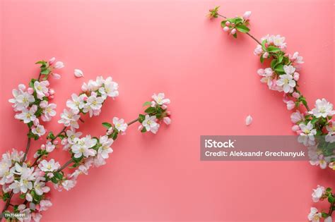 벚꽃 개화 봄 꽃 인사말 메시지에 대 한 공간과 분홍색 배경에 봄과 어머니의 날의 개념 봄의 아름 다운 섬세 한 핑크 체리 꽃 0명에 대한 스톡 사진 및 기타 이미지