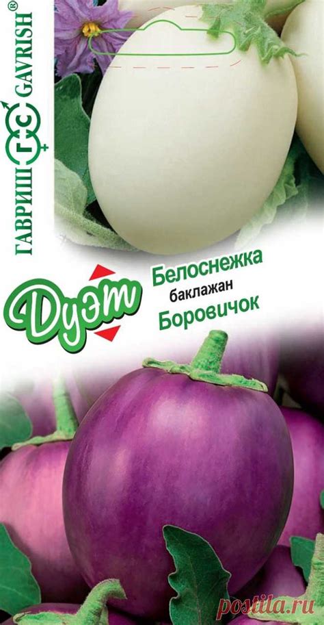 Баклажан боровичок отзывы Огород без хлопот - информационный сайт для ...