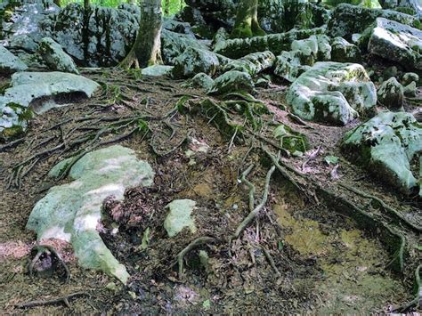 Premium Photo Old Tree