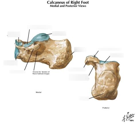 Sustentaculum Tali Location Function And Pictures