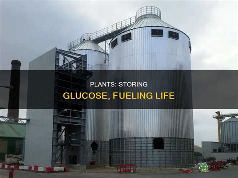 Plants Storing Glucose Fueling Life Shuncy