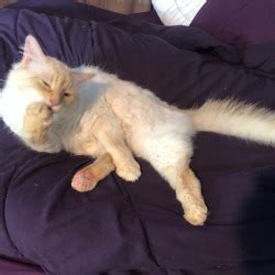 Marshmallow On Tumblr