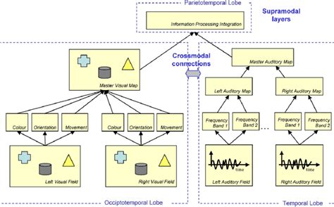 Integration Of Sensory Modalities Of The Visual System Left Side The