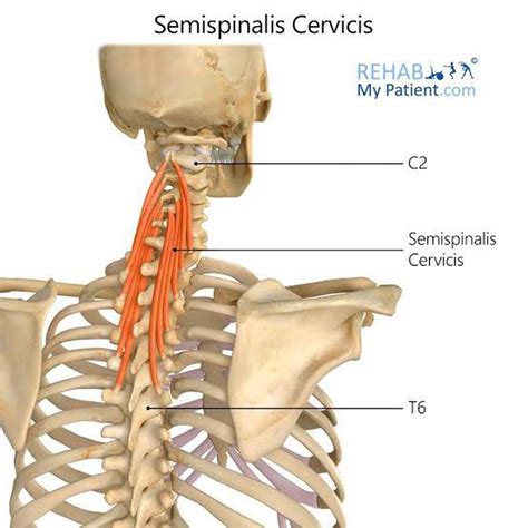 Semispinalis Cervicis Medizzy