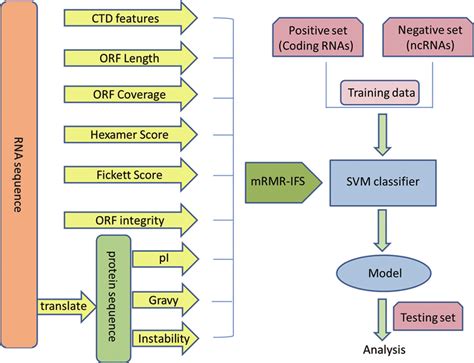 Pipeline Of The Cppred Multiple Features Are Extracted From Rna Or