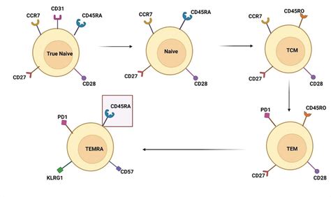 Depiction Of How Cd45ra May Be Re Expressed Highlighted In Figure Download Scientific Diagram