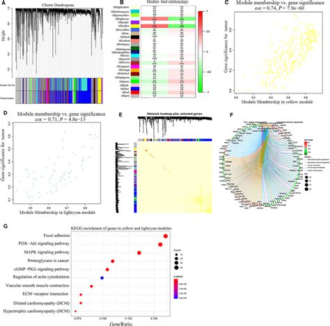 analysis of key modules highly related to traits a cluster dendrogram