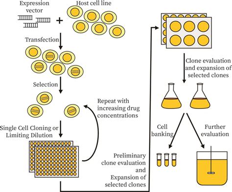 Protein Expression Bartleby
