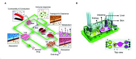 Multiorgan On A Chip A Systemic Approach To Model And OFF