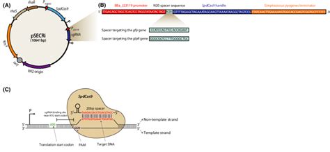 A Single Plasmid Based Crispri System In Pseudomonas Putida Kt2440 A