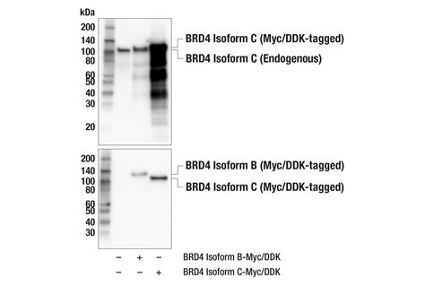 Brd4 Isoform C E1q9n Rabbit Mab Cell Signaling Technology