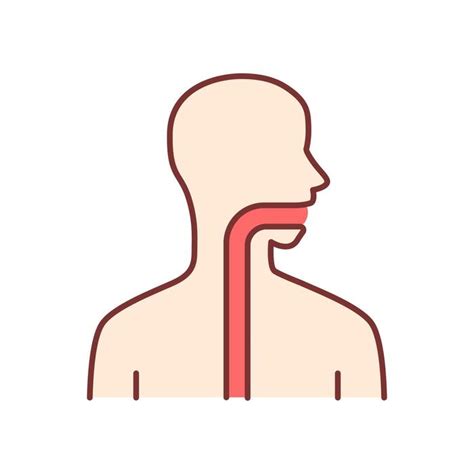 Esophagus Vector Art Icons And Graphics For Free Download