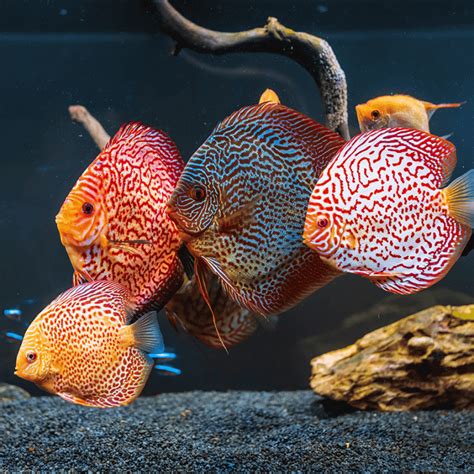 Assorted Discus