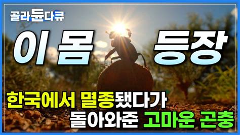 생태계 박살난 호주를 살려낸 고마운 곤충이 한국에서는 멸종┃멸종됐다가 돌아온 쇠똥구리┃쇠똥구리의 삶┃커넥션┃다큐프라임┃골라듄다큐 Youtube