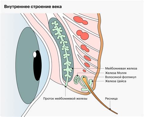 Ячмень на глазу у взрослых и детей: что делать, как быстро вылечить ...