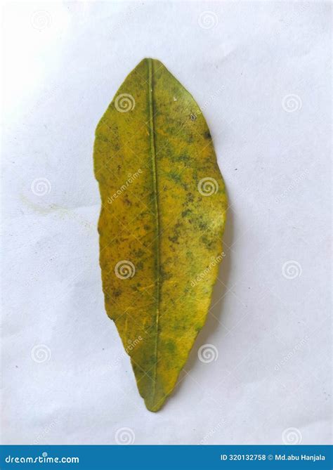 Citrus Tree Leaves Identification Chart Master The Art Of Identifying Citrus Trees Stock Photo