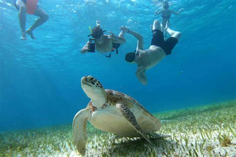 The Cozumel Turtle Sanctuary Snorkel Tour 2025