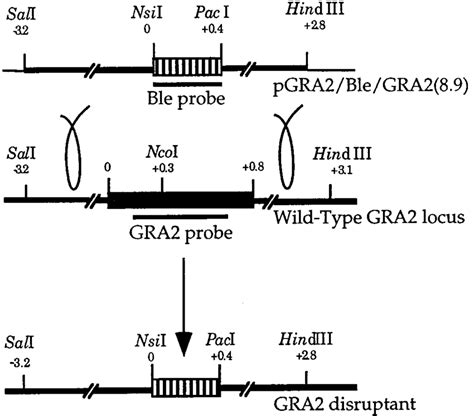 diagram of the targeting construct and genomic locus involved in