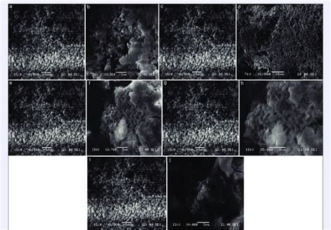 Micrograph Of Staphylococcus Hominis Untreated A And Treated B With Download Scientific