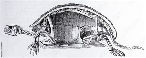 Tortoise Skeleton