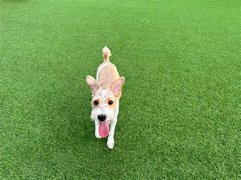 폭스테리어 레이 애완견성격 반려견성격 소형견크기 중형견크기 미니비숑프리제크기 토이푸들크기 골든리트리버크기 래브라도리트리버크기 닥스훈트크기 도베르만크기 말티치크기 말티폼크기