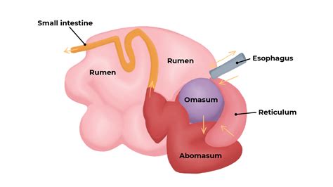 Ruminant Digestive System Sheep Digestive System Explained 49 Off
