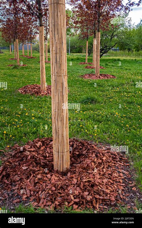 Protection Of The Tree Trunk And Root System High Quality Photo Stock Photo Alamy