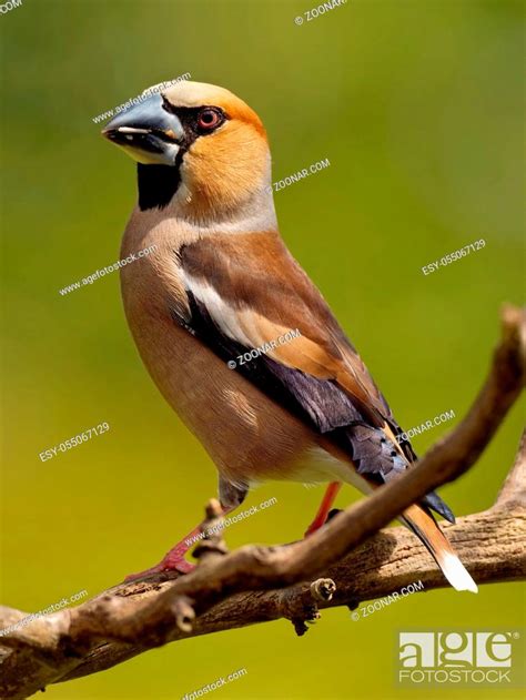 Kernbeisser Stock Photo Picture And Low Budget Royalty Free Image Pic ESY