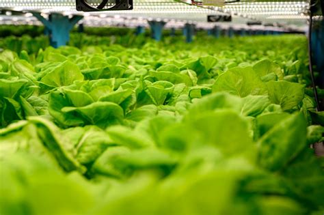 스마트 기술 농장 스마트 실내 농장 공장 연구원 무농약 채소 품종 개발 온실 농업 온실 실내 스마트 농장 공장 환경에 대한 스톡 사진 및 기타 이미지 Istock