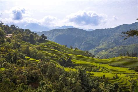 Hoang Su Phi 3 Day Tour Rice Fields Trekking And Homestays