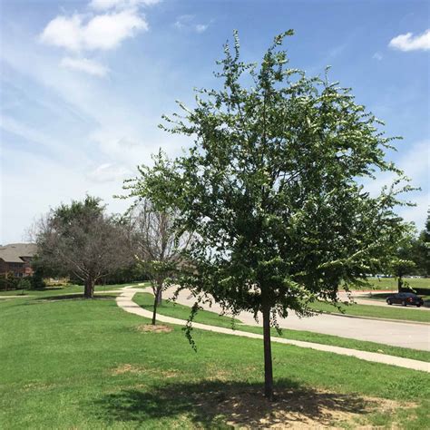 Explaining Root Rot Neil Sperry S GARDENS