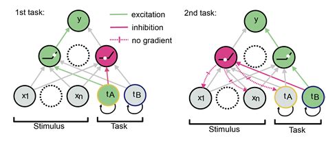 Brain Network