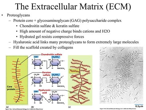 Extracellular Matrix